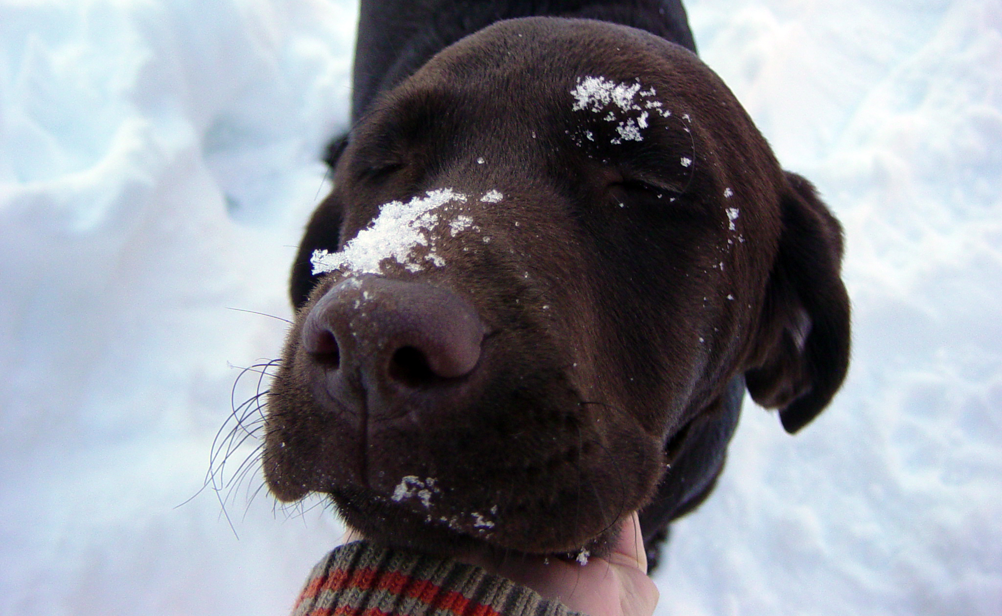 Dog Winter Safety Reminders from Cold Nose Lodge – Cold Nose Lodge
